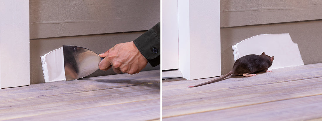 Can Mice Chew Through Flex Paste? How To Close Rat Burrows ...